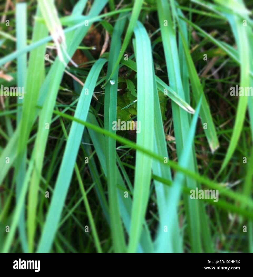A raindrop hidden in grass Stock Photo - Alamy