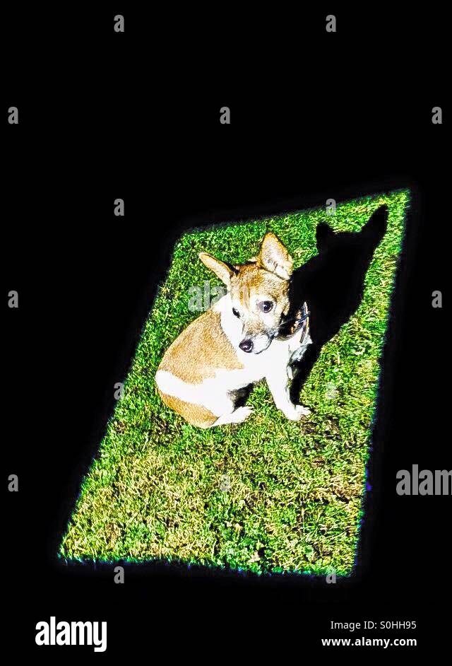 Torch light dog hi-res stock photography and images - Alamy