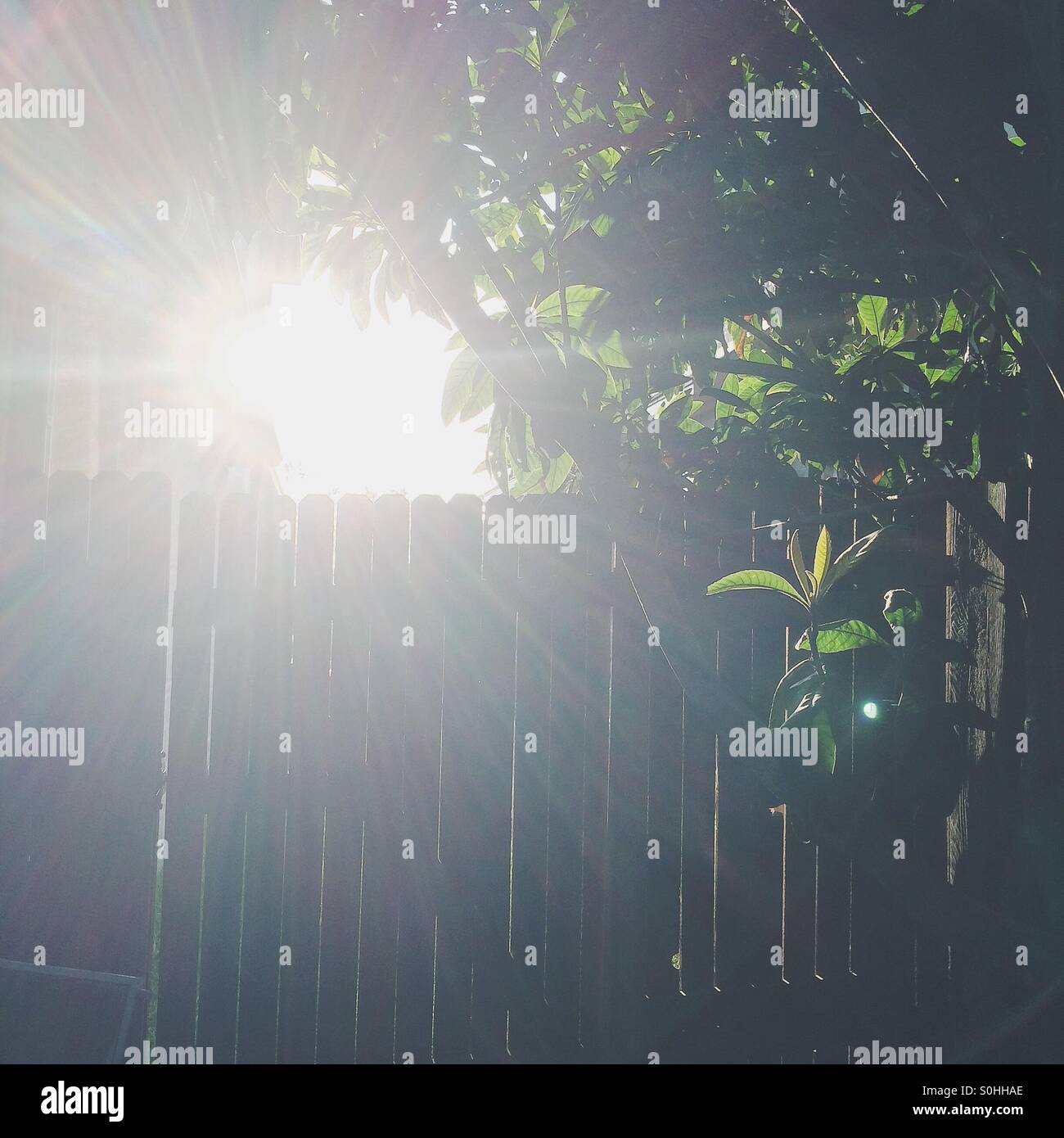 Golden sunflare hi-res stock photography and images - Alamy
