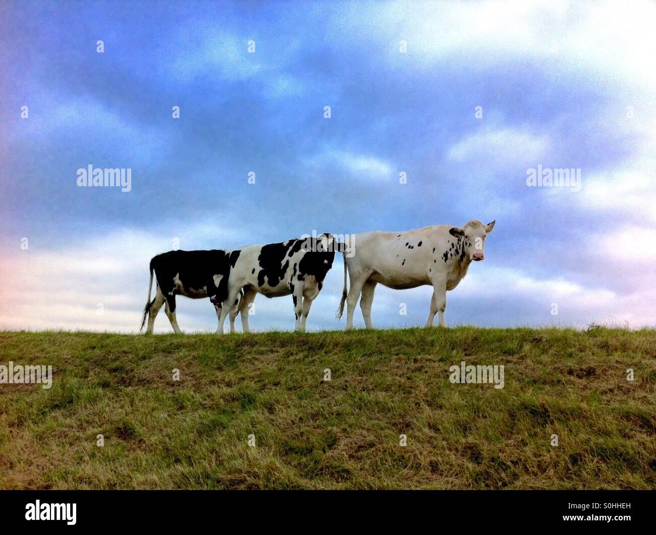 Three black cows hi-res stock photography and images - Alamy