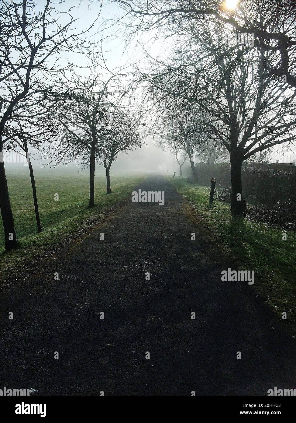 Fog trees path hi-res stock photography and images - Alamy