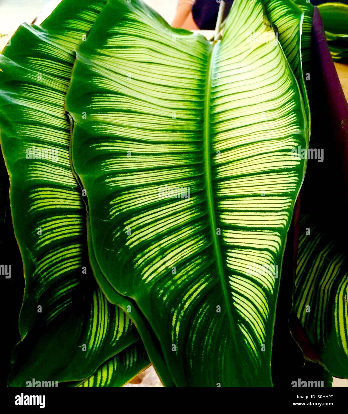 Bright Green Leaf Image Stock Photo - Alamy
