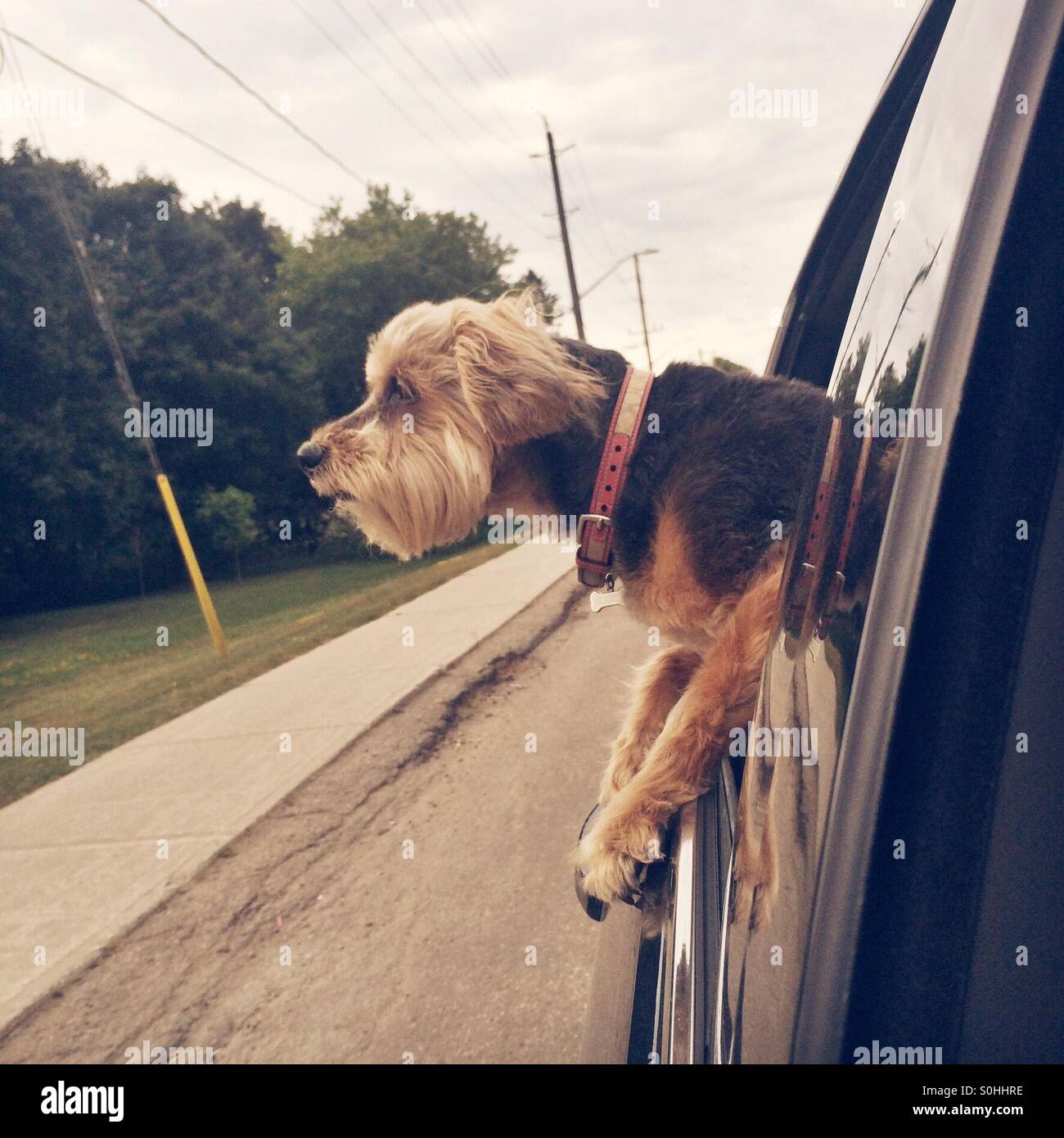 Dog hanging out of a moving car window Stock Photo - Alamy