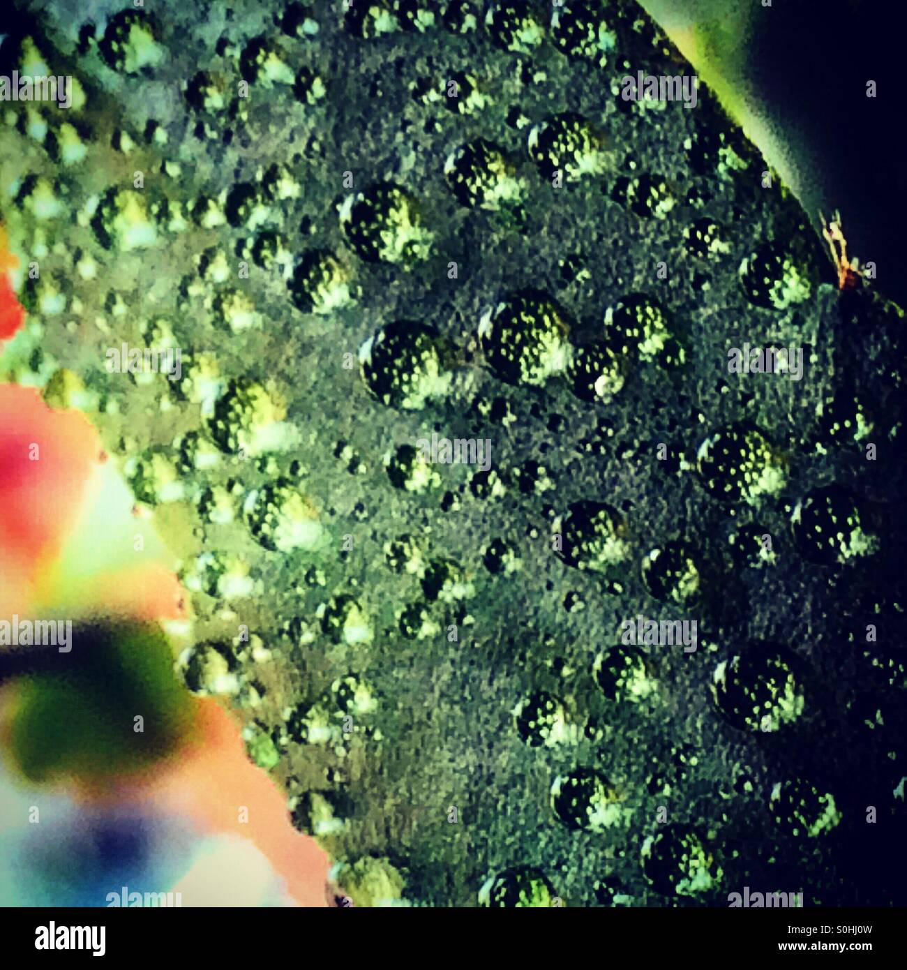 Water beads hi-res stock photography and images - Alamy