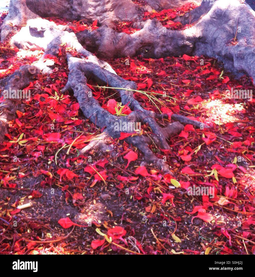 A red ground Stock Photo - Alamy