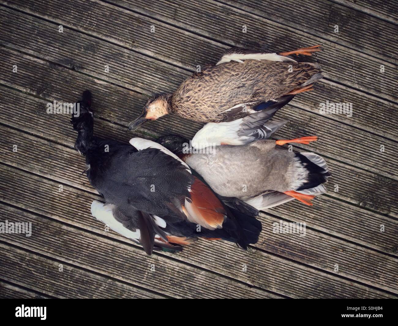 Dead Duck Stock Photos & Dead Duck Stock Images - Alamy