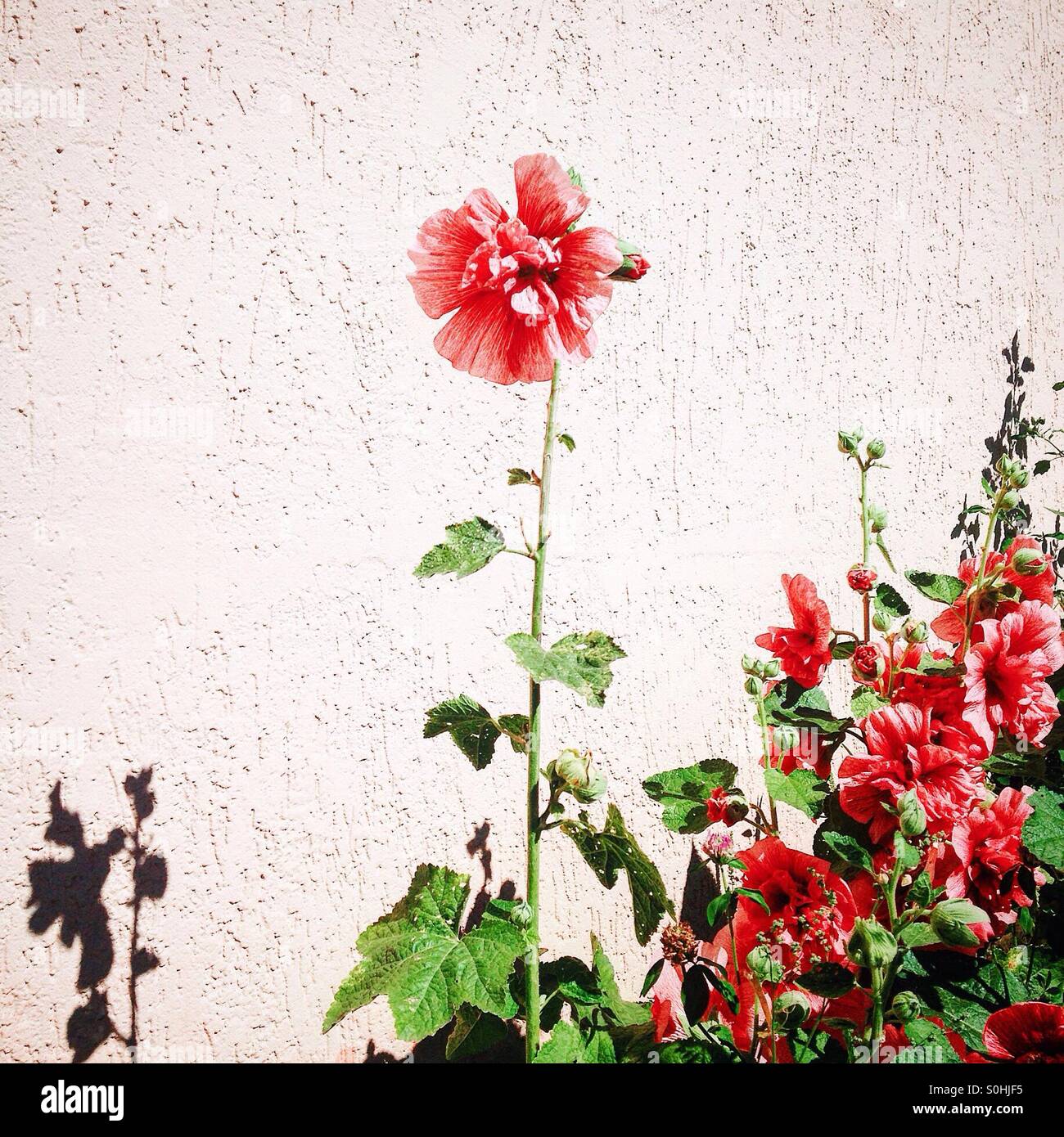 Red mallow hi-res stock photography and images - Alamy