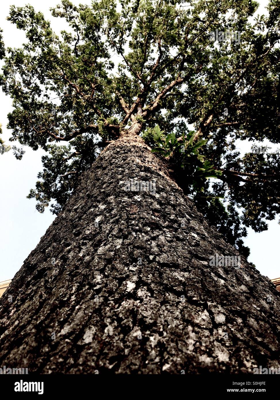 Stand tall stand proud hi-res stock photography and images - Alamy
