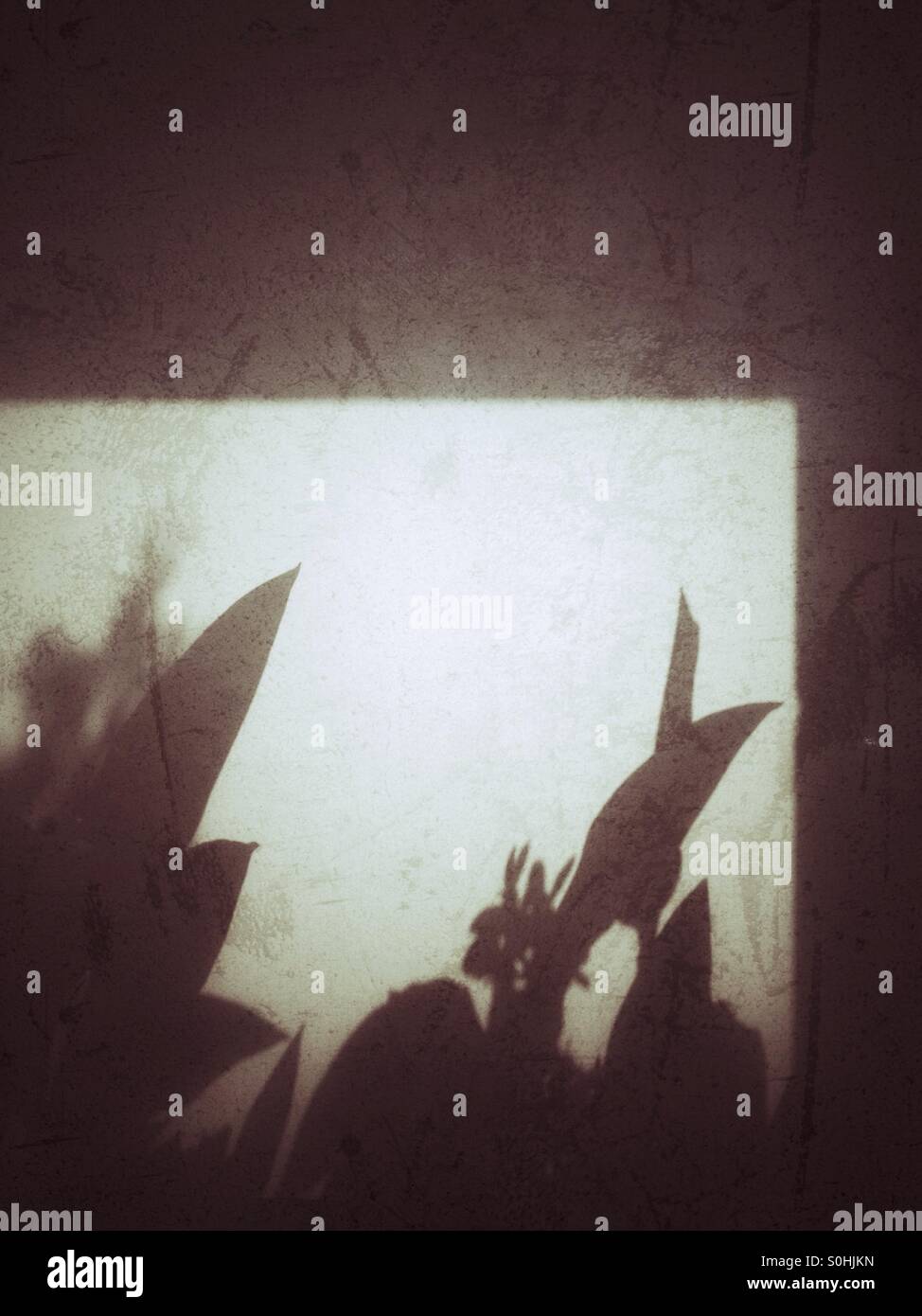 Plants at the window hi-res stock photography and images - Alamy