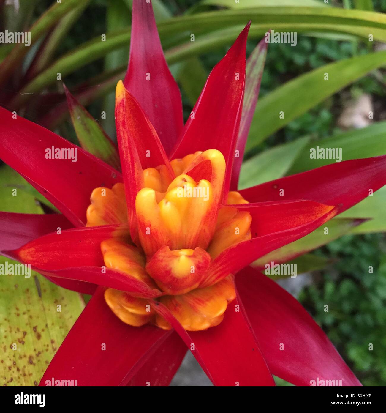 Coast of the flower of the orange tree hi-res stock photography and ...