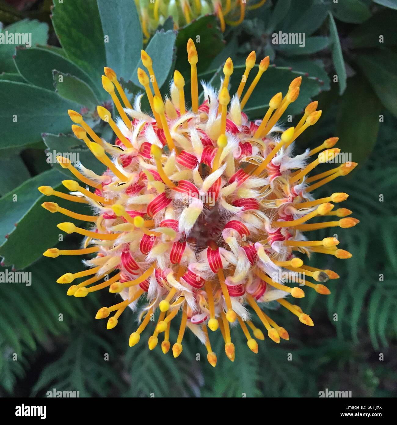 Luscious island hi-res stock photography and images - Alamy