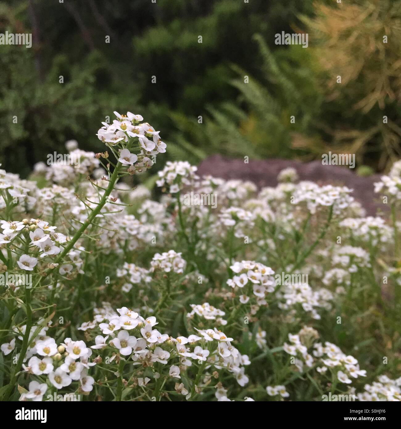 Peaceful white garden hi-res stock photography and images - Alamy