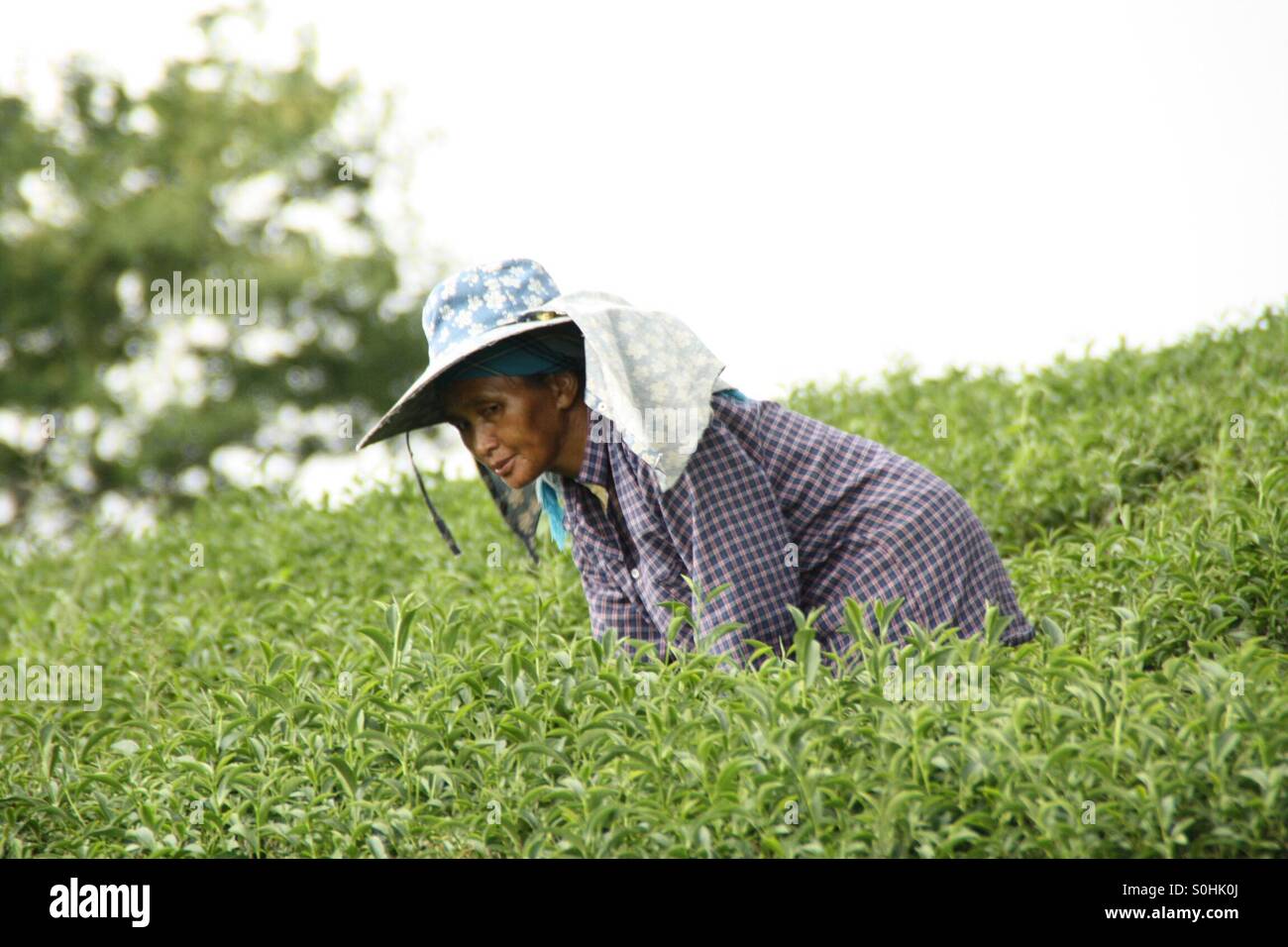 Woman on tea plantation hi-res stock photography and images - Alamy