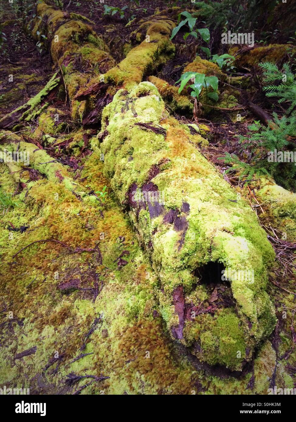 Log and moss hi-res stock photography and images - Alamy