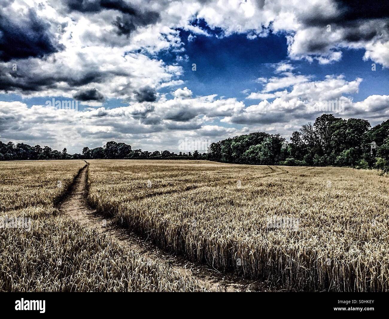 Barley corn hi-res stock photography and images - Alamy