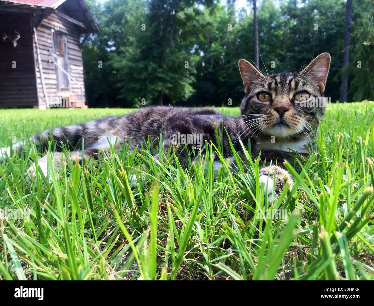 Sweet kitty hi-res stock photography and images - Alamy