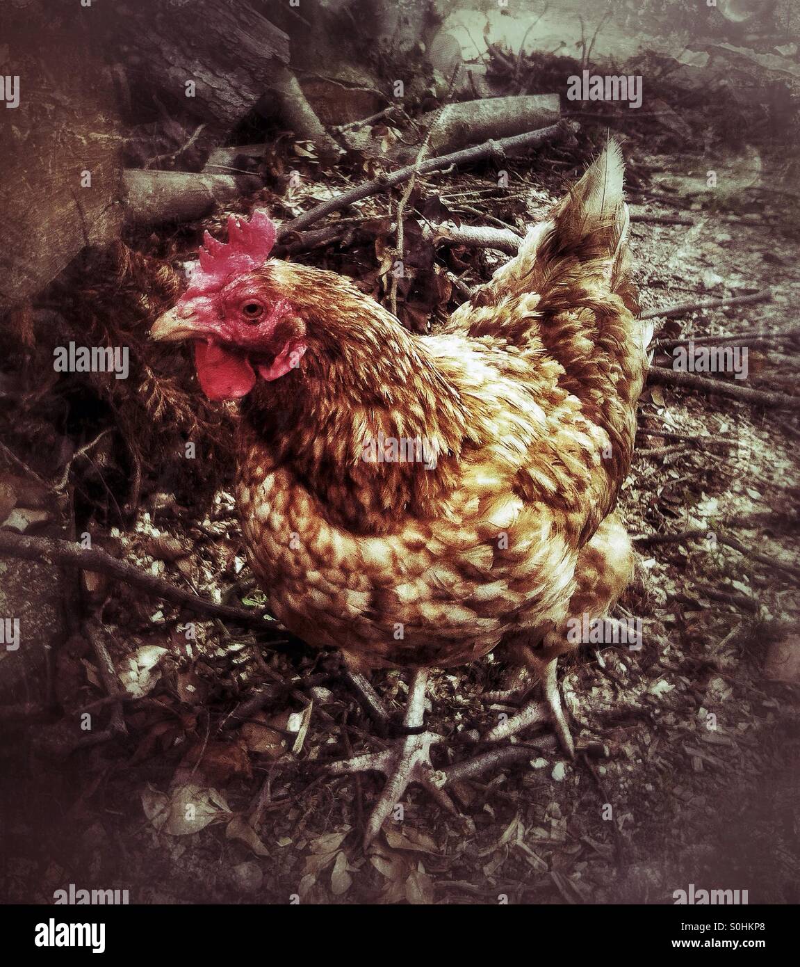 Chicken strutting around farm Stock Photo - Alamy