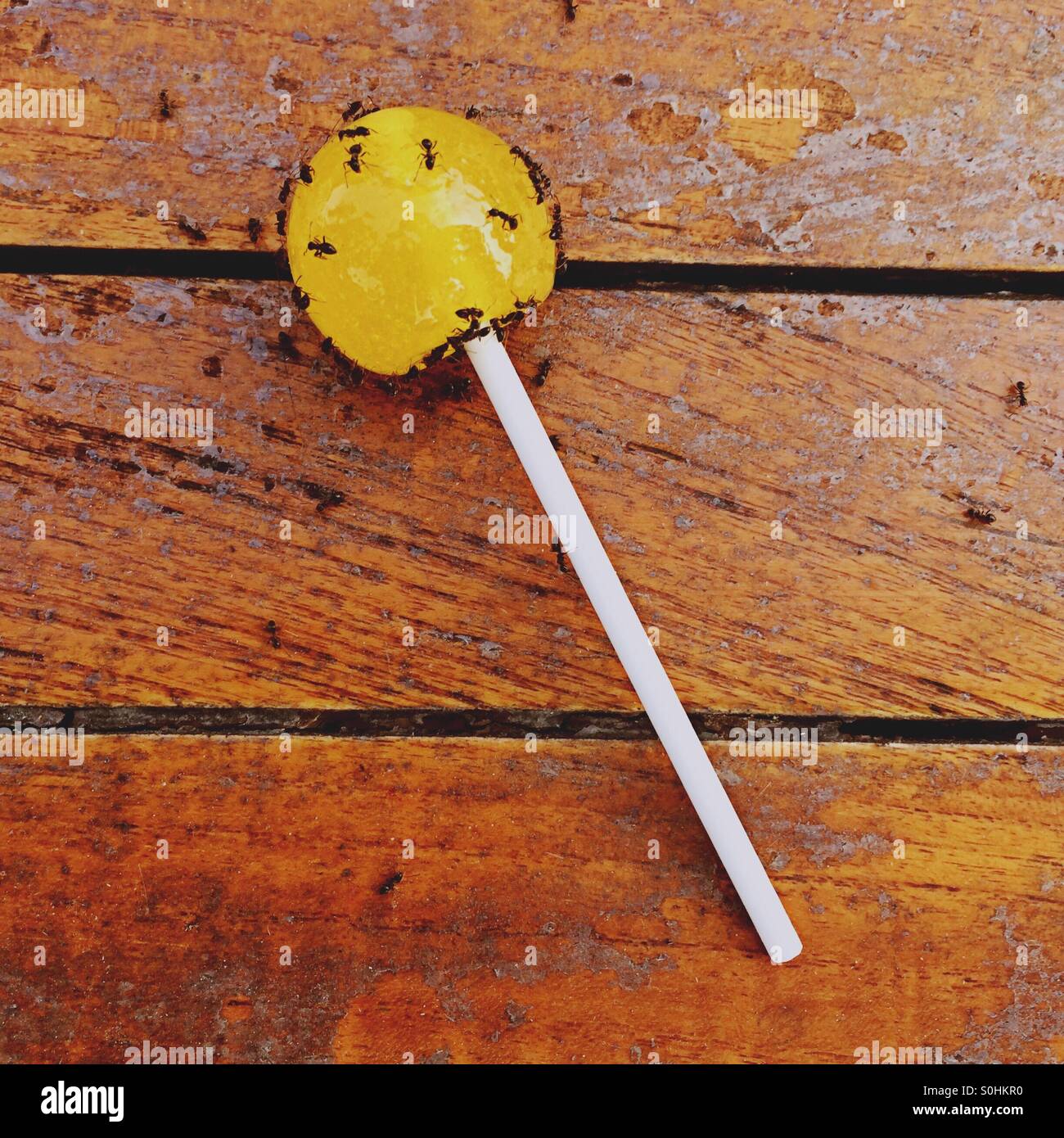 Lemon Lollipop covered in ants on a wooden table Stock Photo - Alamy