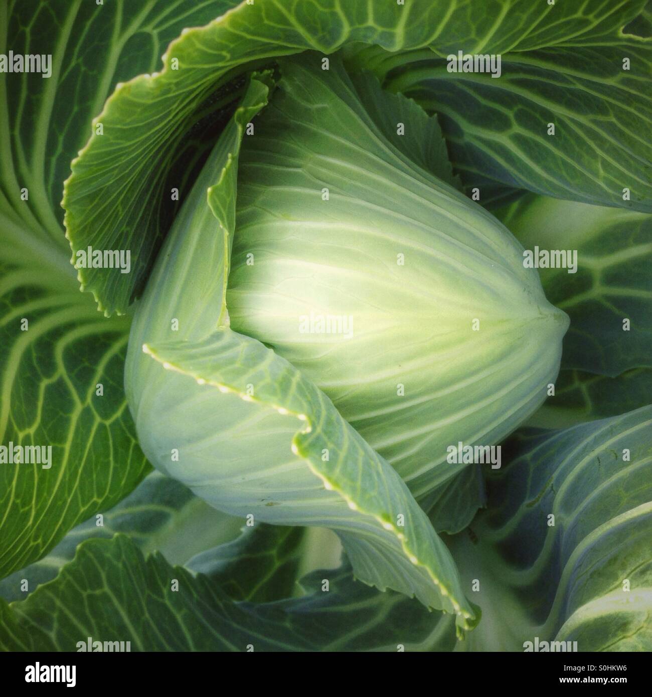 Growing form hi-res stock photography and images - Alamy