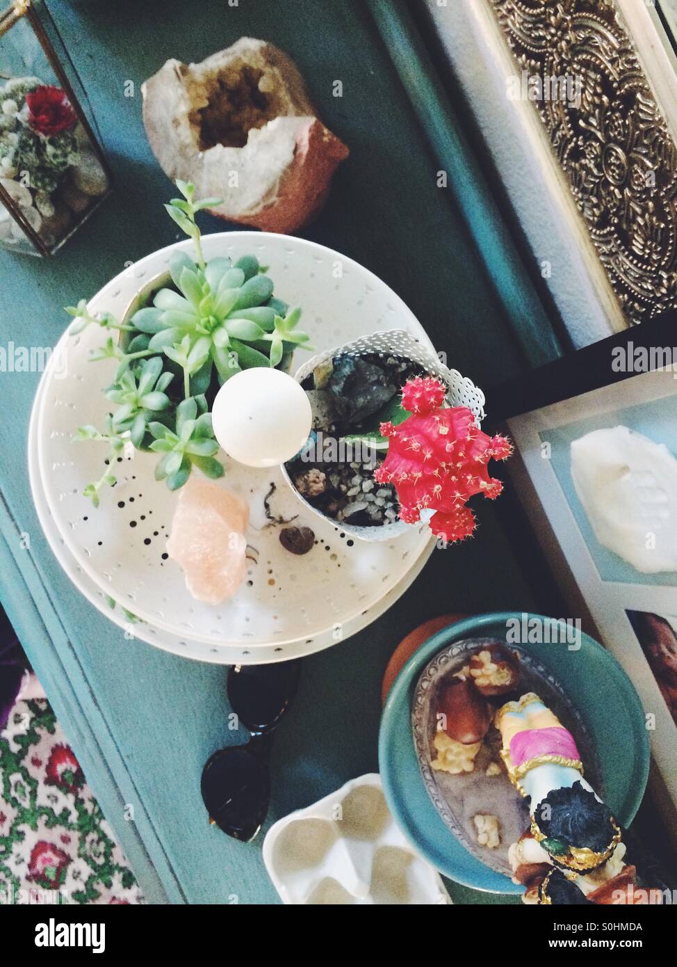 Cactus succulents hi-res stock photography and images - Alamy