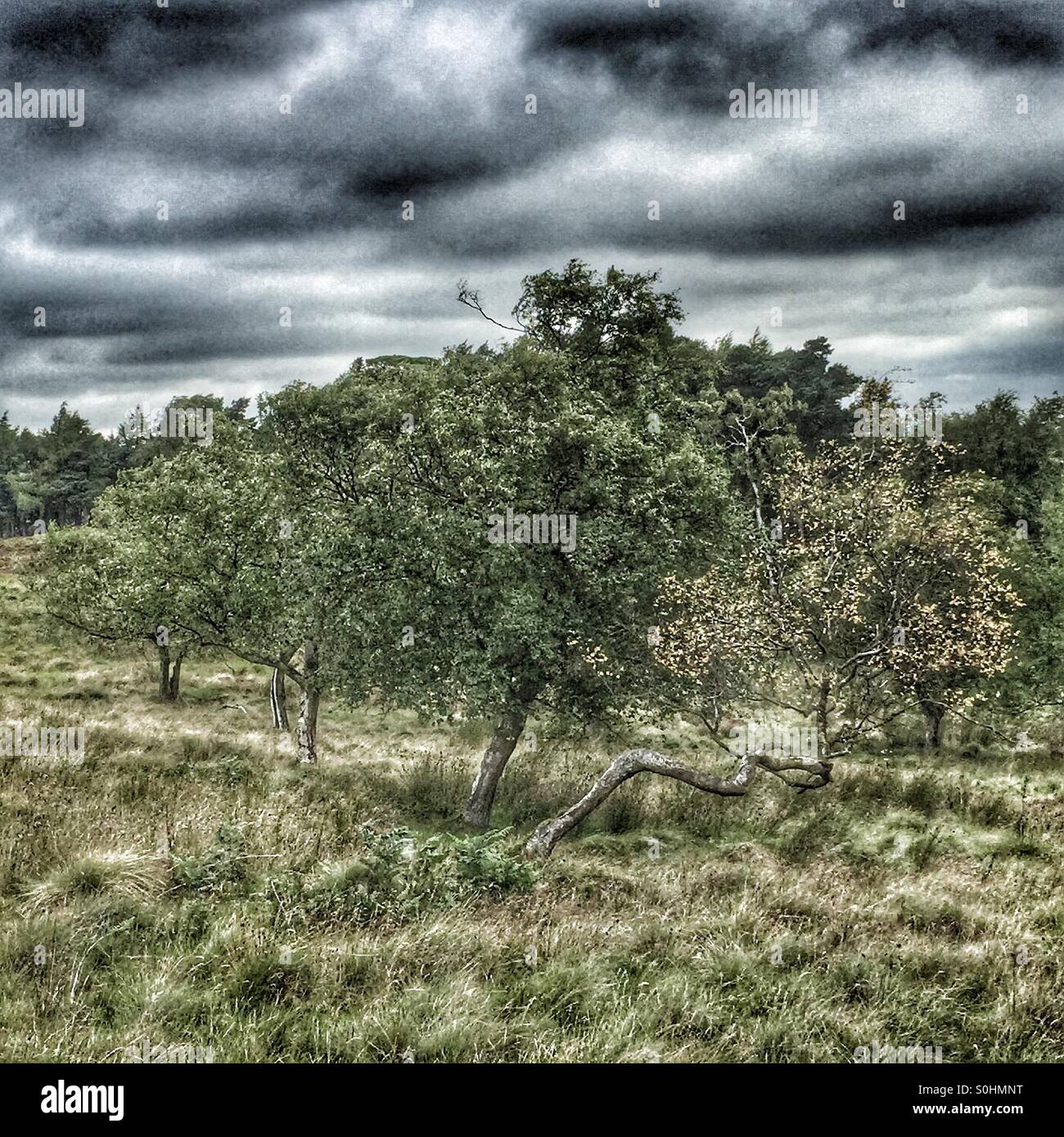 Trees under a broody sky Stock Photo - Alamy