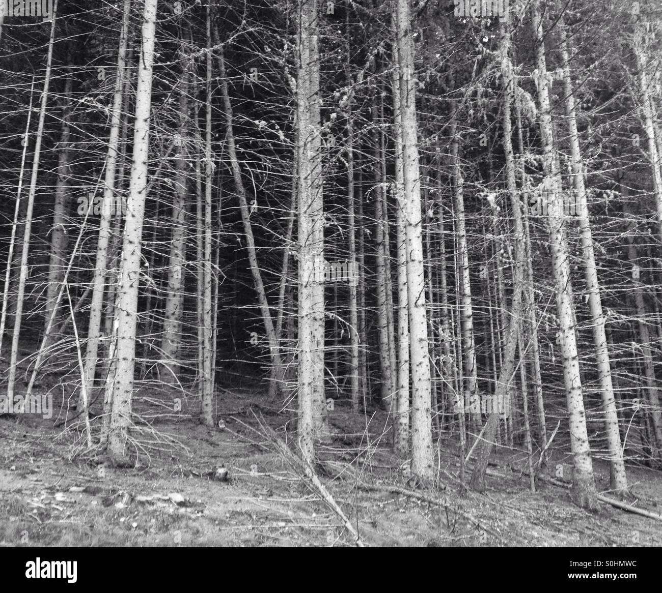 dark & dead forest Stock Photo - Alamy