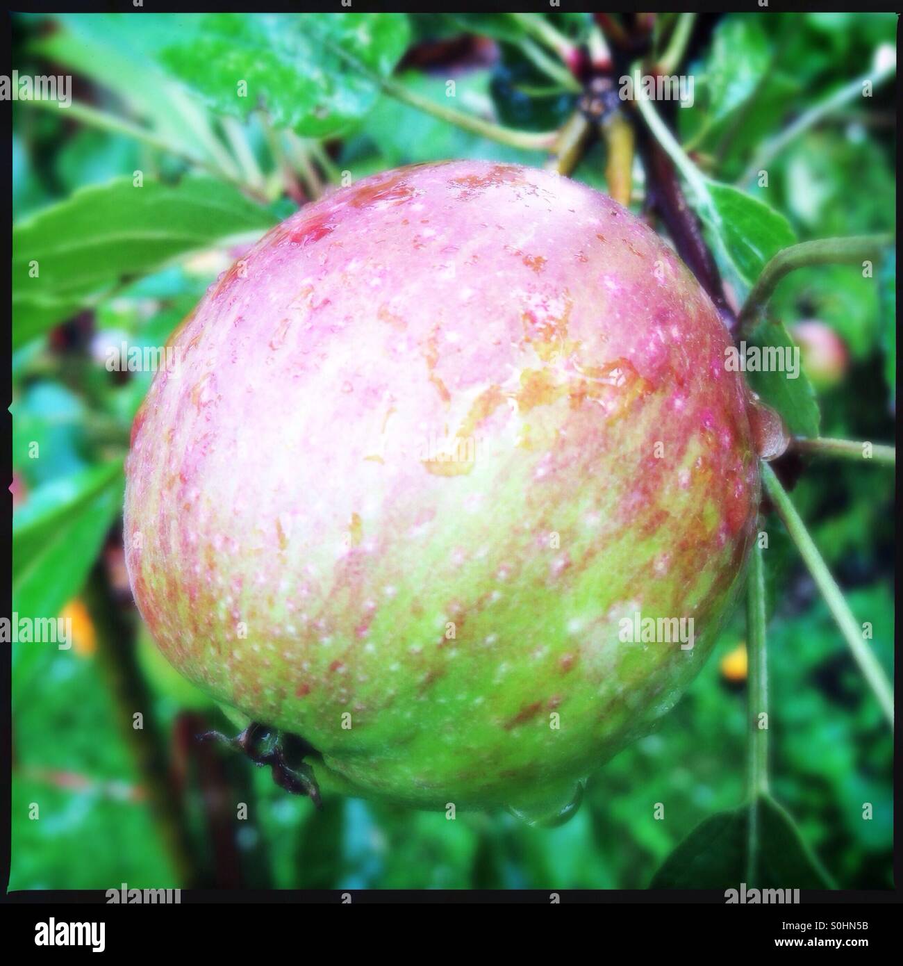 Apple tree fruit small hi-res stock photography and images - Alamy