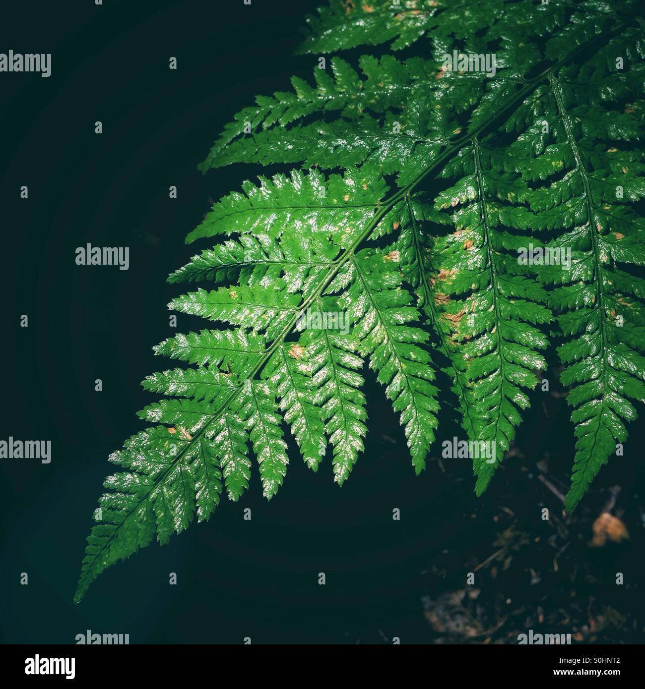 Fern leaf hi-res stock photography and images - Alamy