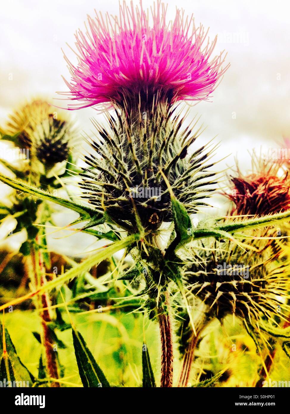 Flower of Scotland Stock Photo - Alamy