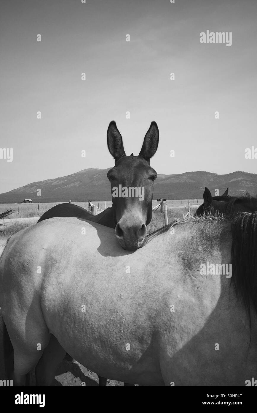 Mule back hi-res stock photography and images - Alamy