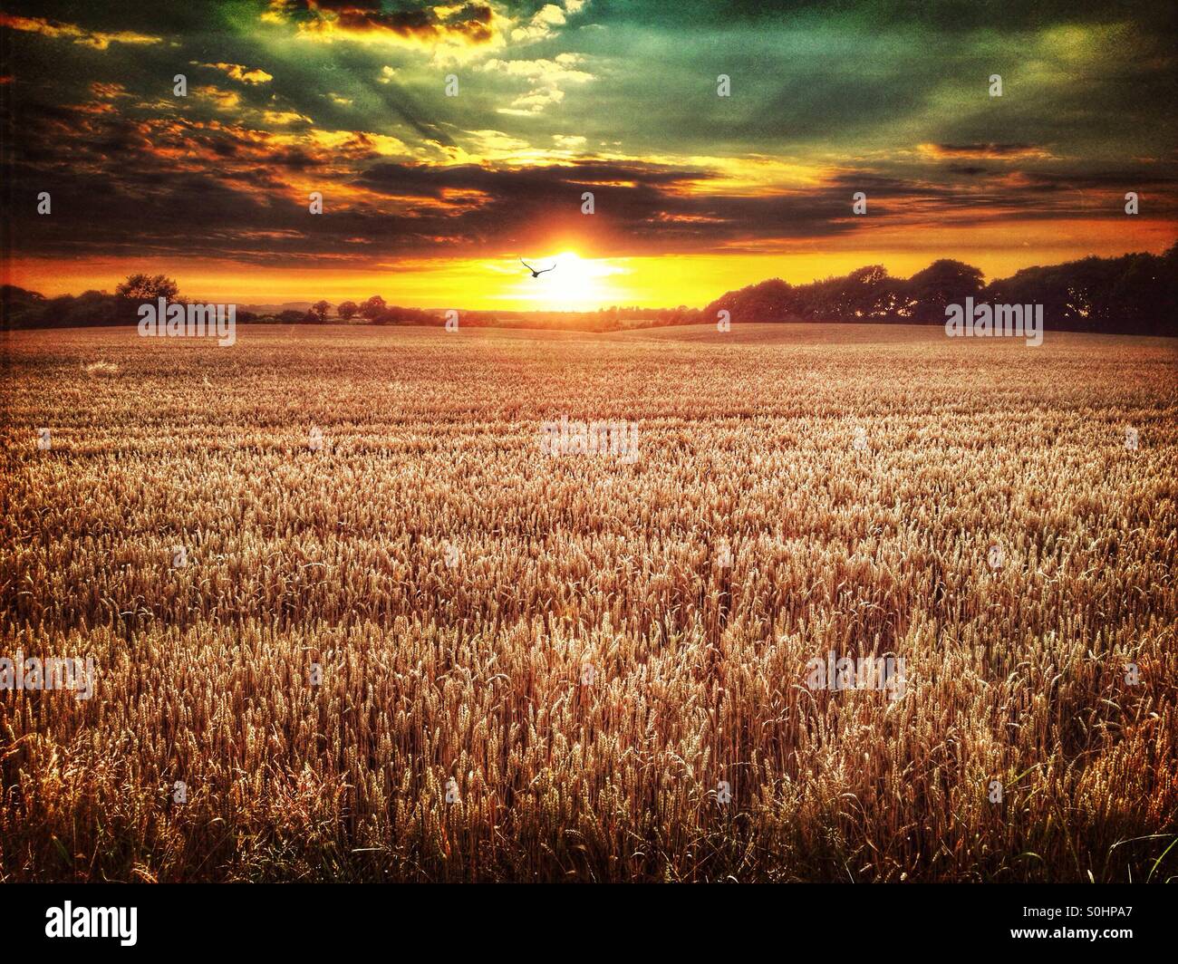 Flying over wheat field agriculture smartphone stock photos and images ...