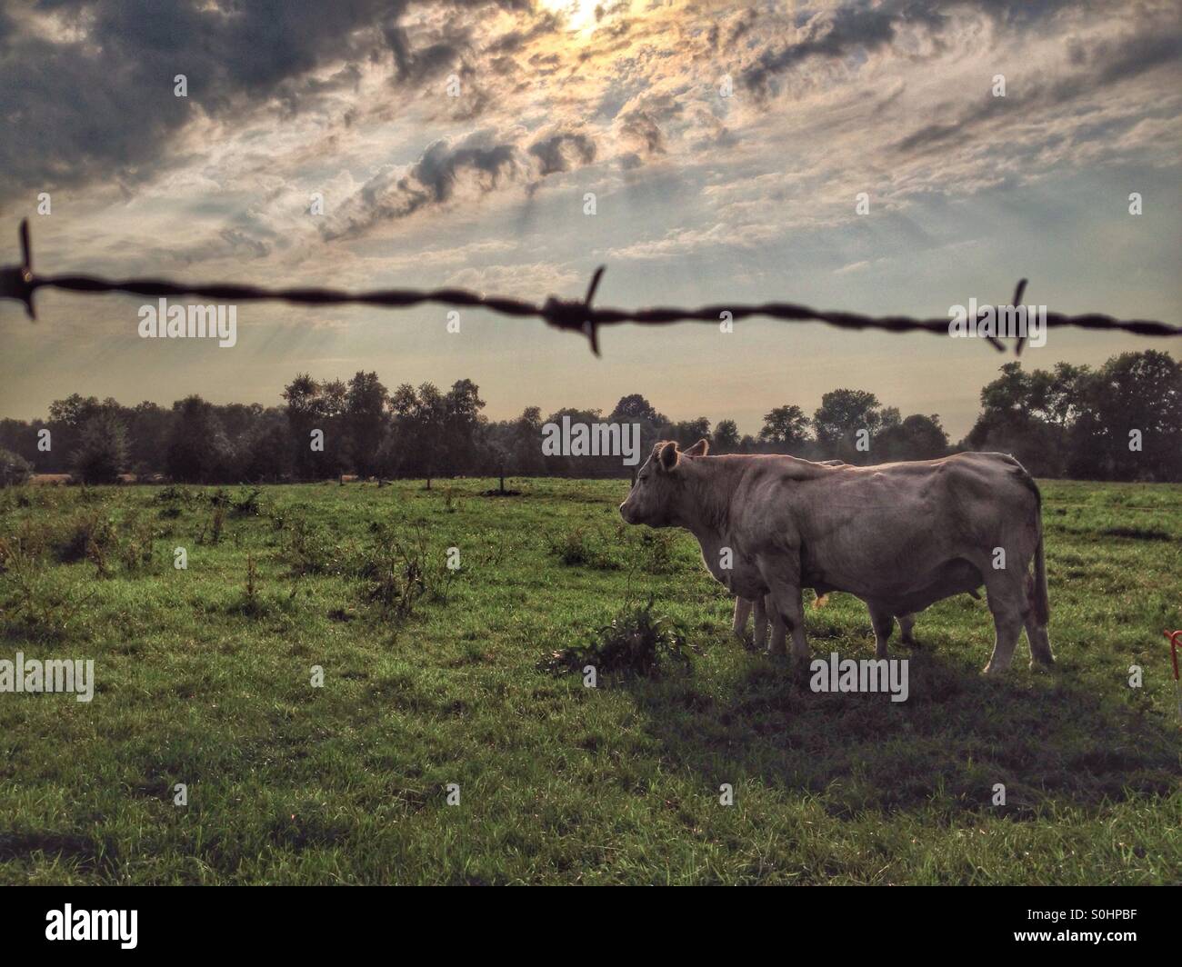 Charolais Cow and drinking calf Stock Photo - Alamy