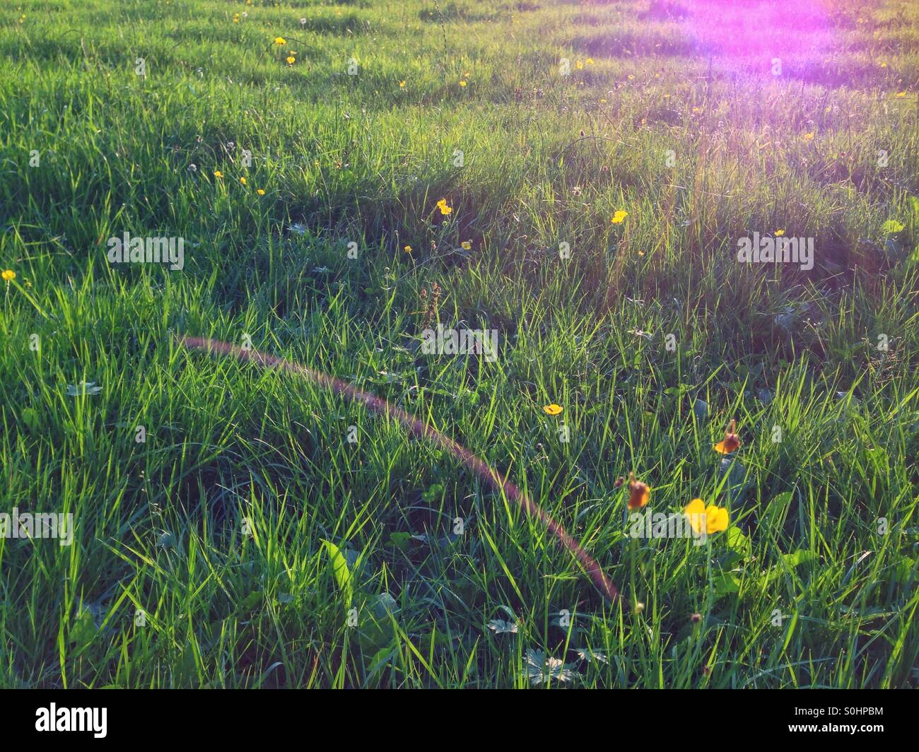 Meadow soft grass hi-res stock photography and images - Alamy