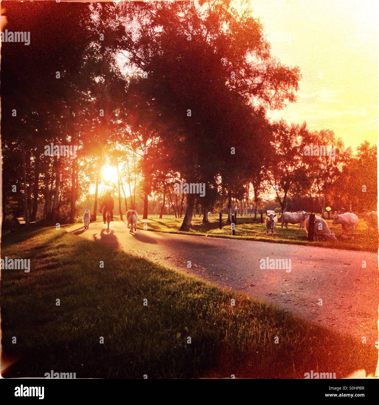A man on a bicycle and his two dogs riding into a Sunset in the ...