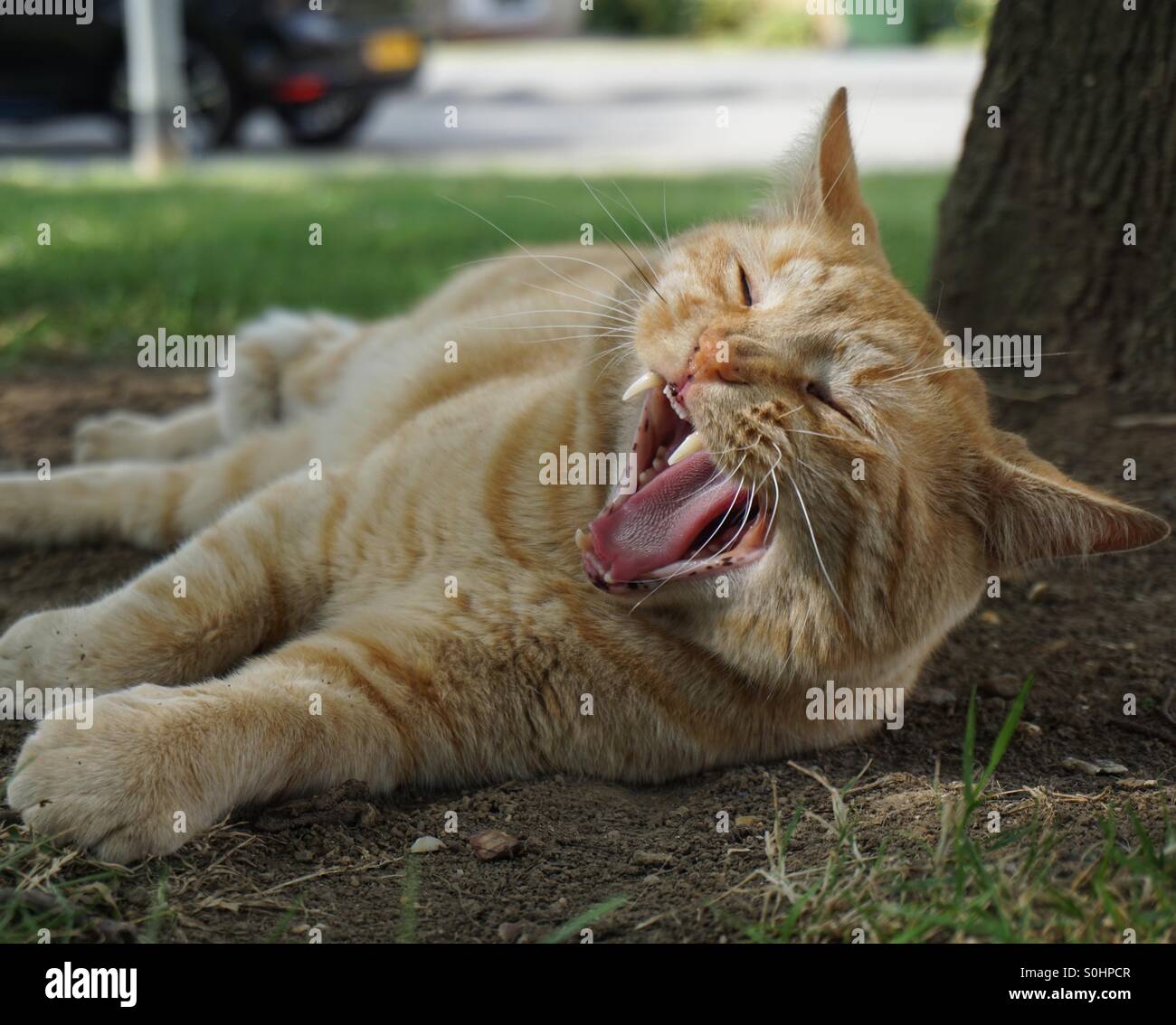 Yawning cat hi-res stock photography and images - Alamy