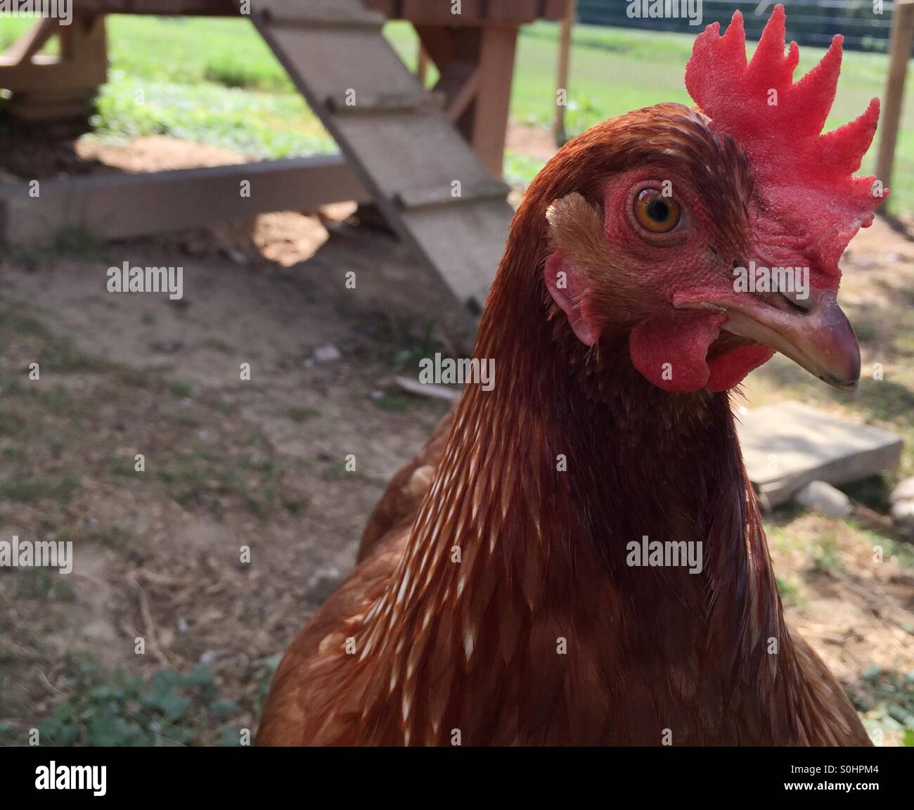 Evil chicken hi-res stock photography and images - Alamy