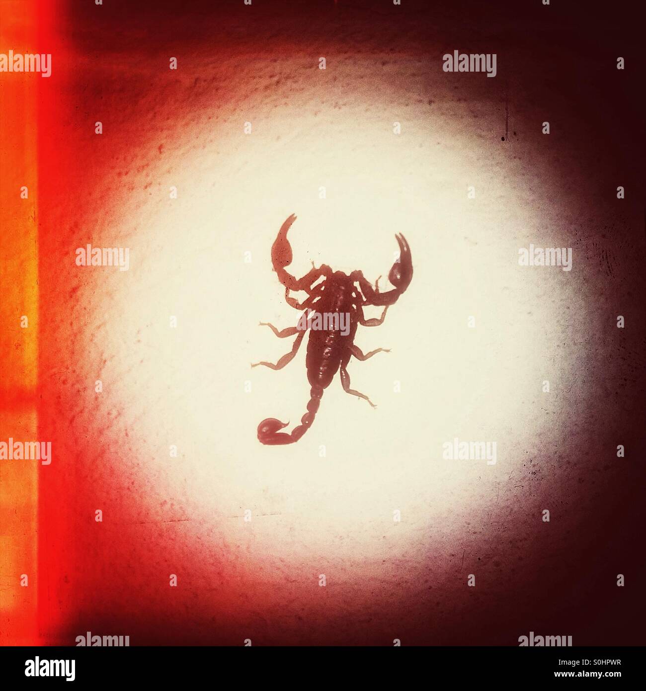 Poisonous scorpion hi-res stock photography and images - Alamy