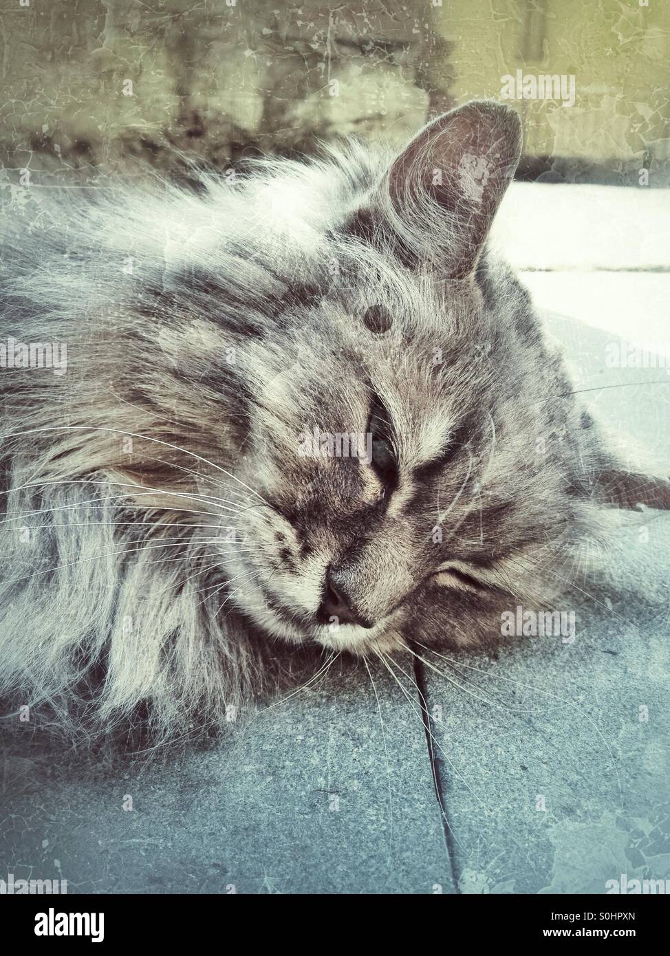 Sleepy cat hi-res stock photography and images - Alamy