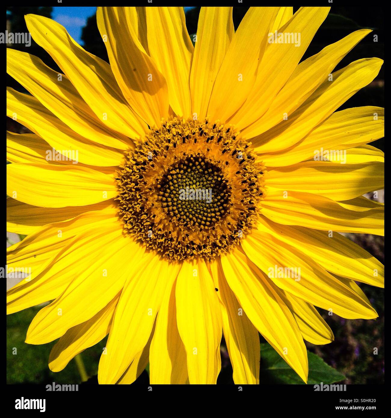 Botanical macro of sunflower hi-res stock photography and images - Alamy Botanical macro of sunflower hi-res stock photography and images - Alamy