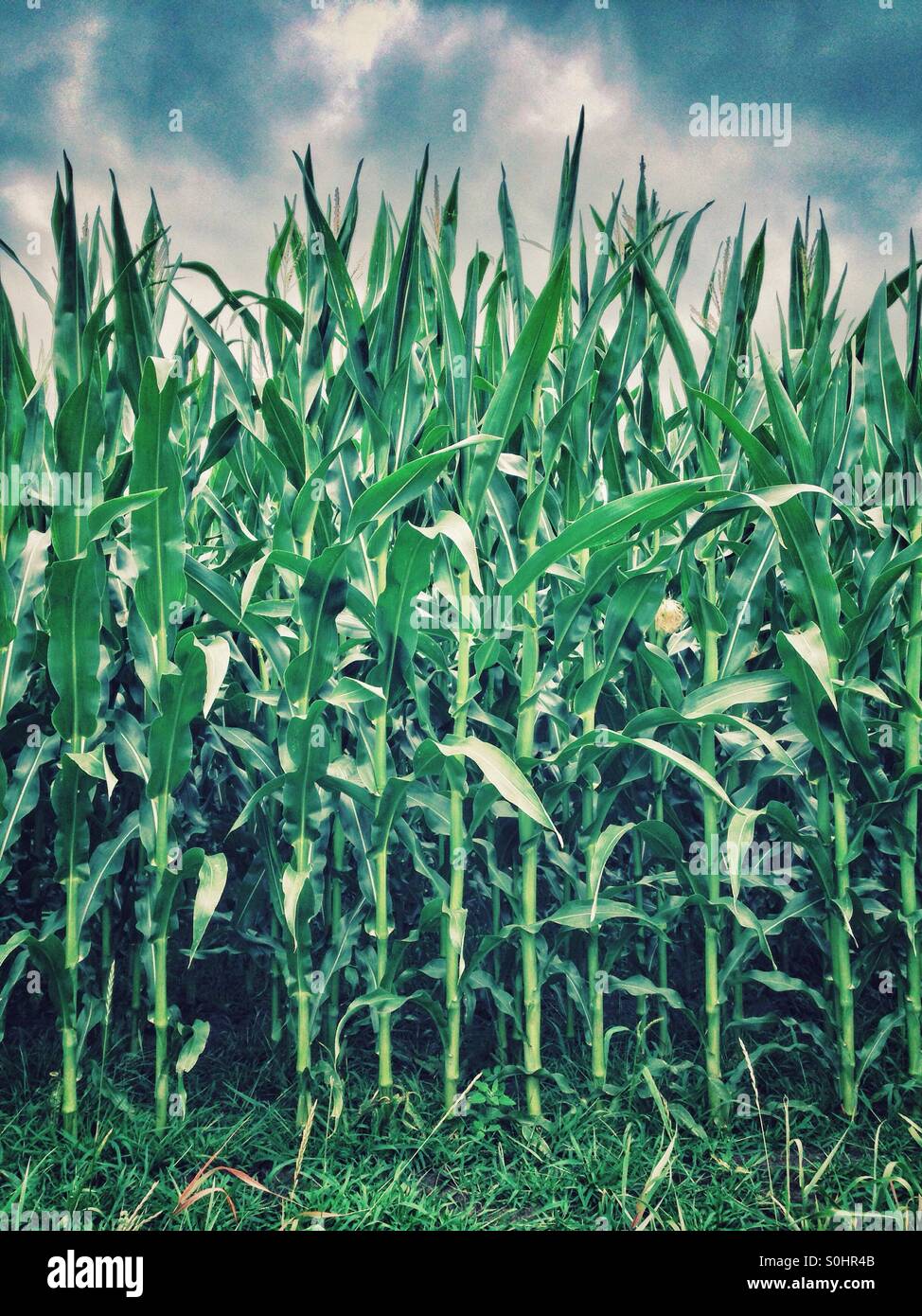 Corn field with farm hi-res stock photography and images - Alamy