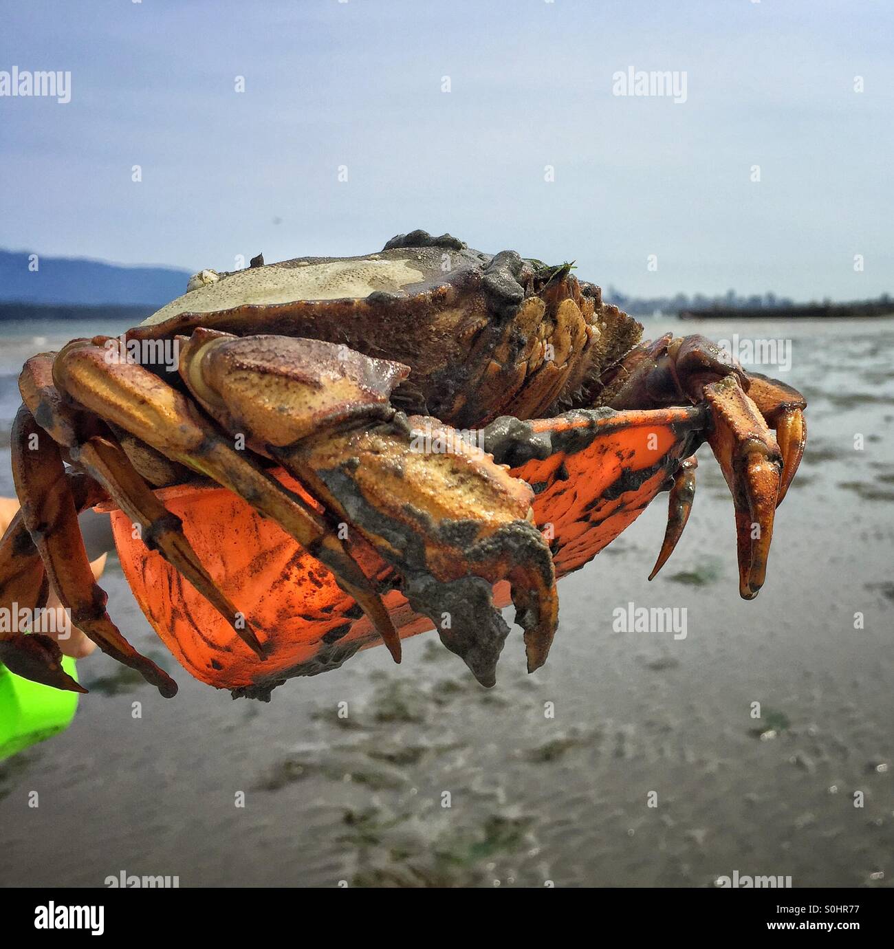 Crabby Stock Photos & Crabby Stock Images - Alamy