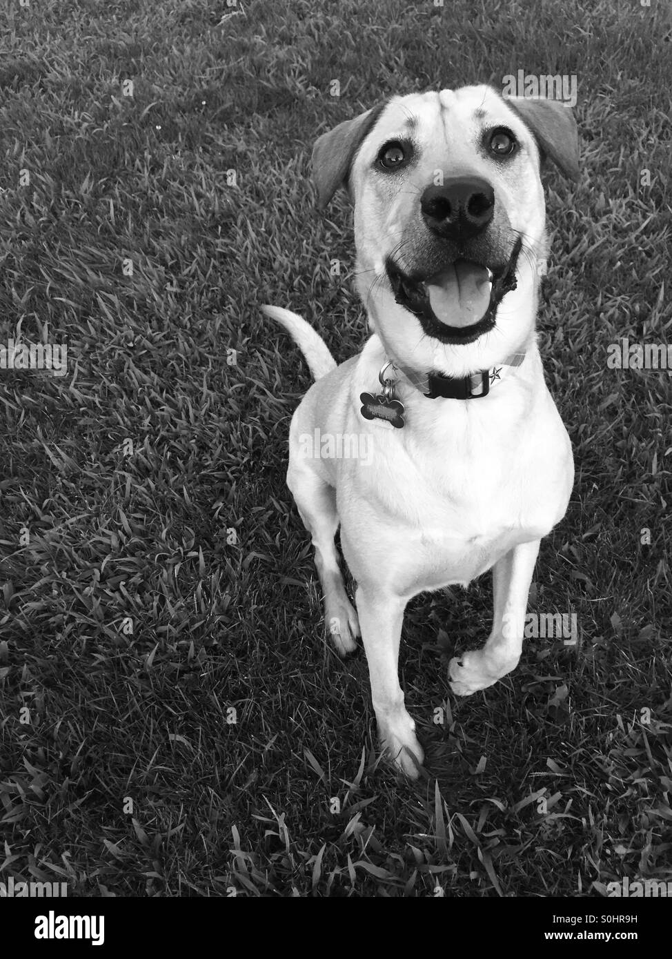 Raised grass Black and White Stock Photos & Images - Alamy