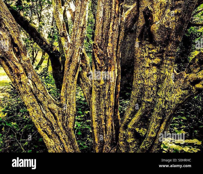 Trees and tree trunks hi-res stock photography and images - Alamy