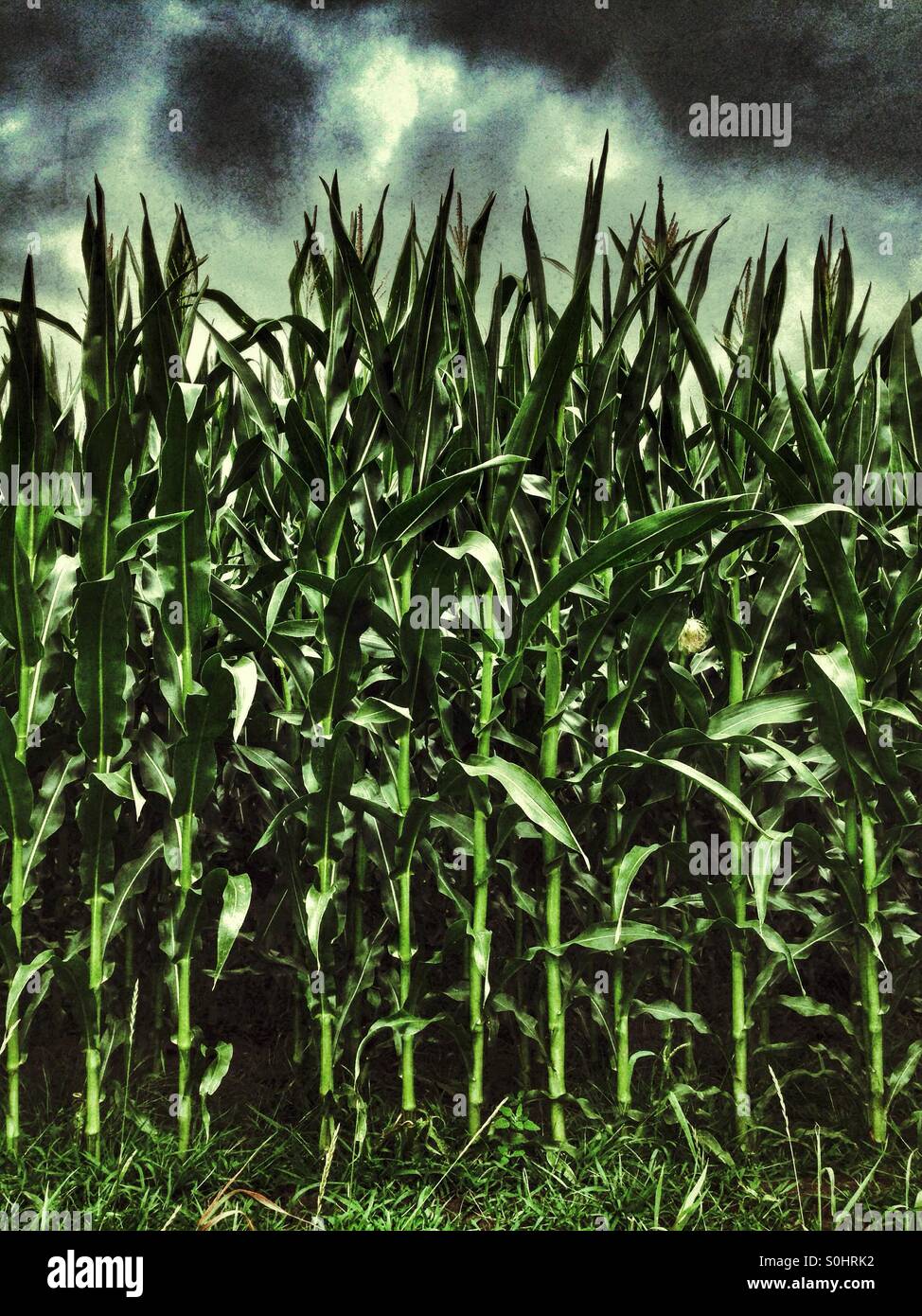 Forage maiz hi-res stock photography and images - Alamy