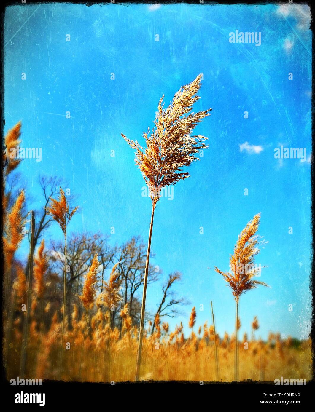 Maryland marsh grass Stock Photo - Alamy