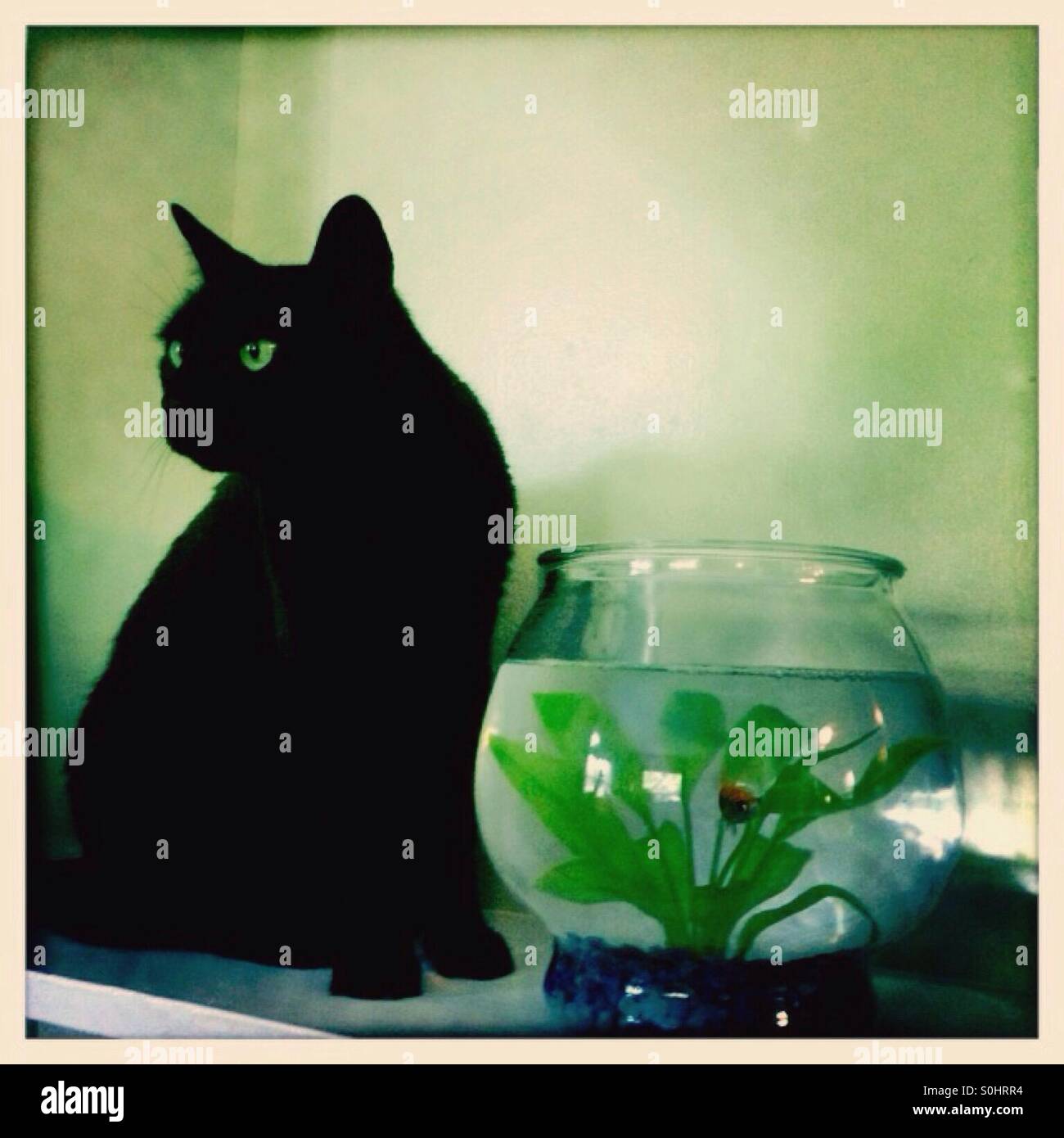 Black cat fish hi-res stock photography and images - Alamy
