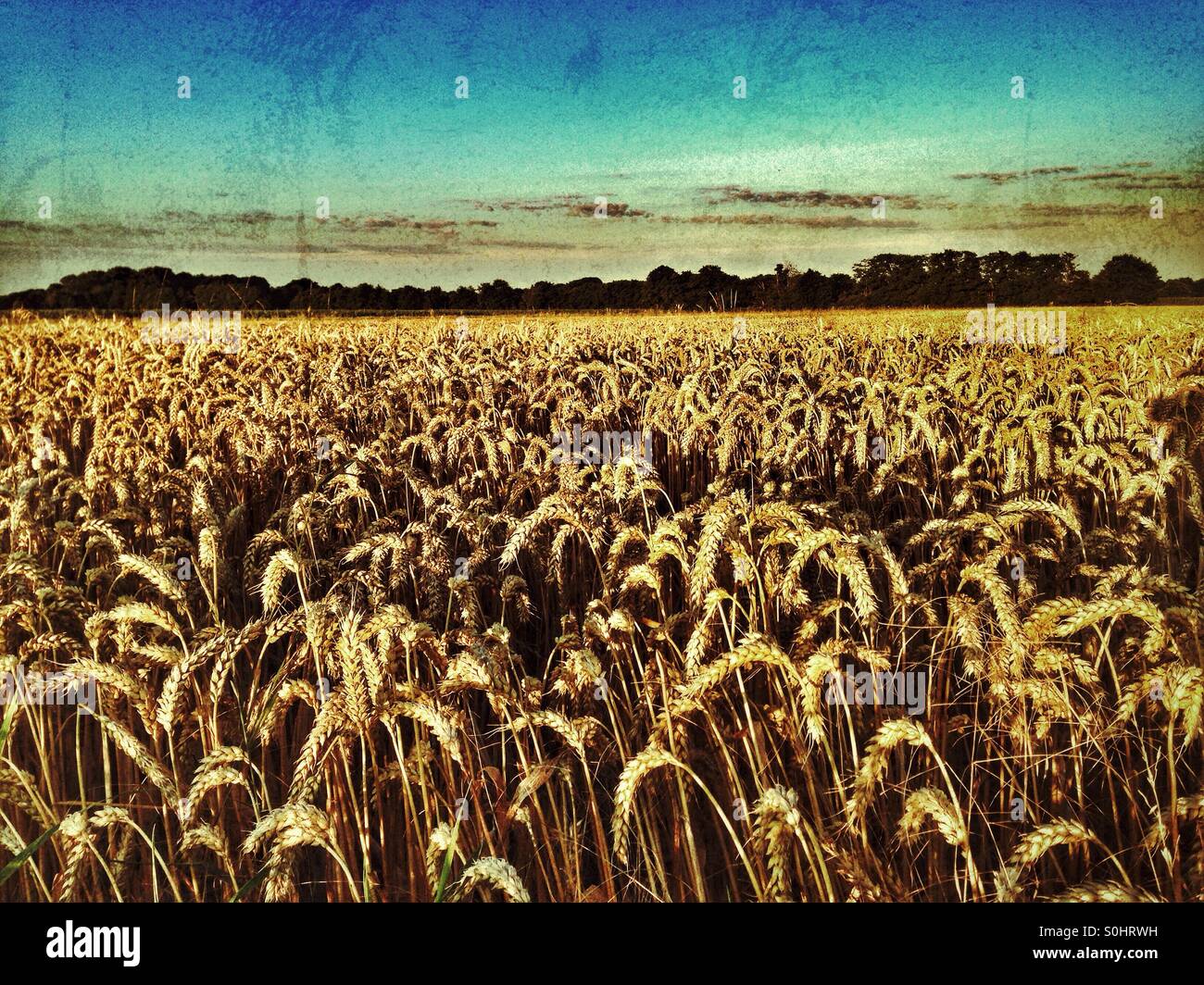 Large corn field hi-res stock photography and images - Alamy