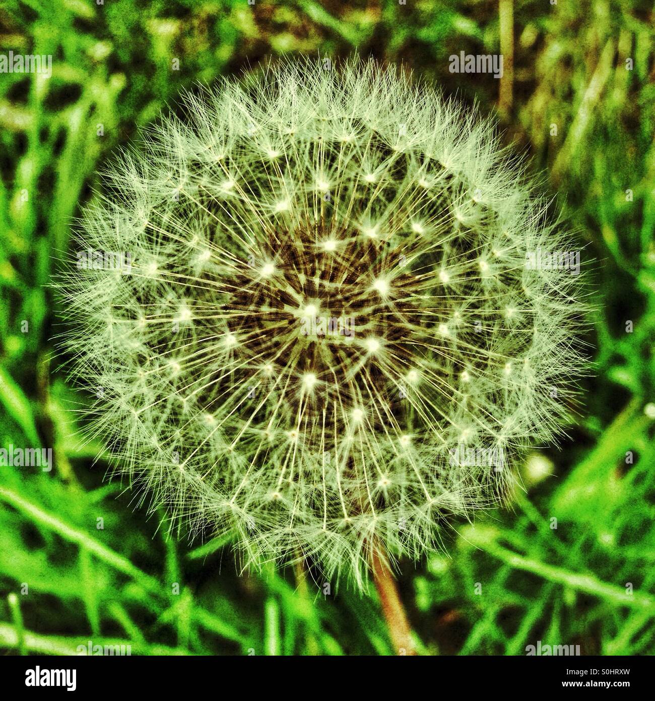 Blowball plant hi-res stock photography and images - Alamy