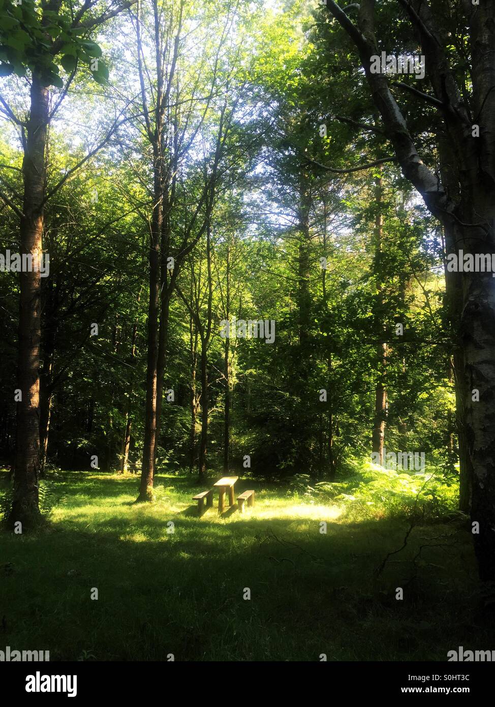 Clearing through the trees Stock Photo - Alamy