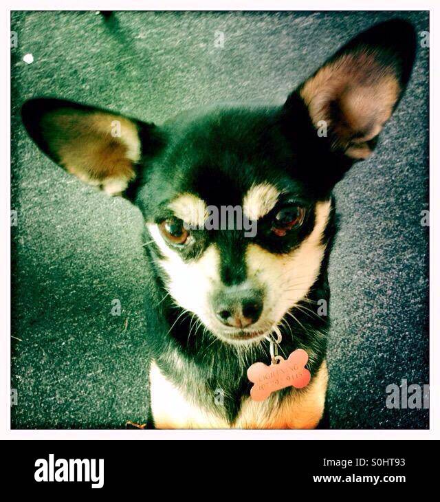 Mexican Dog Stock Photos & Mexican Dog Stock Images - Alamy